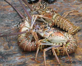 Siden sidst januar - Søren og Lise i Honduras 2005-2006